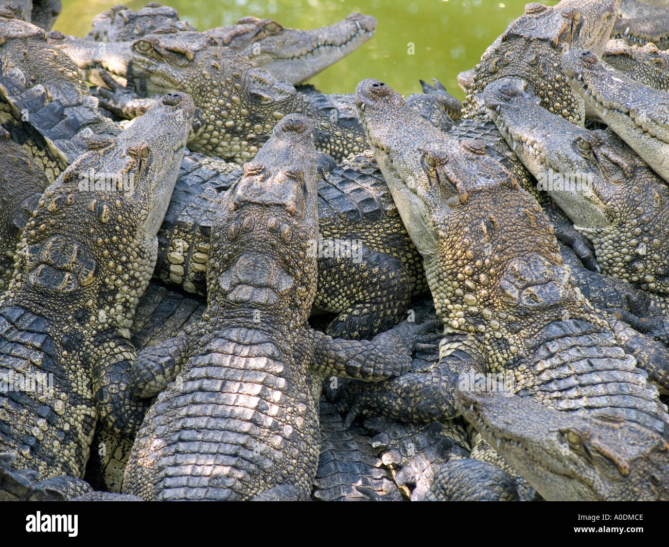 Vietnam Mekong Delta Long Xuyen Tiere Reptilien juvenile Krokodile ...