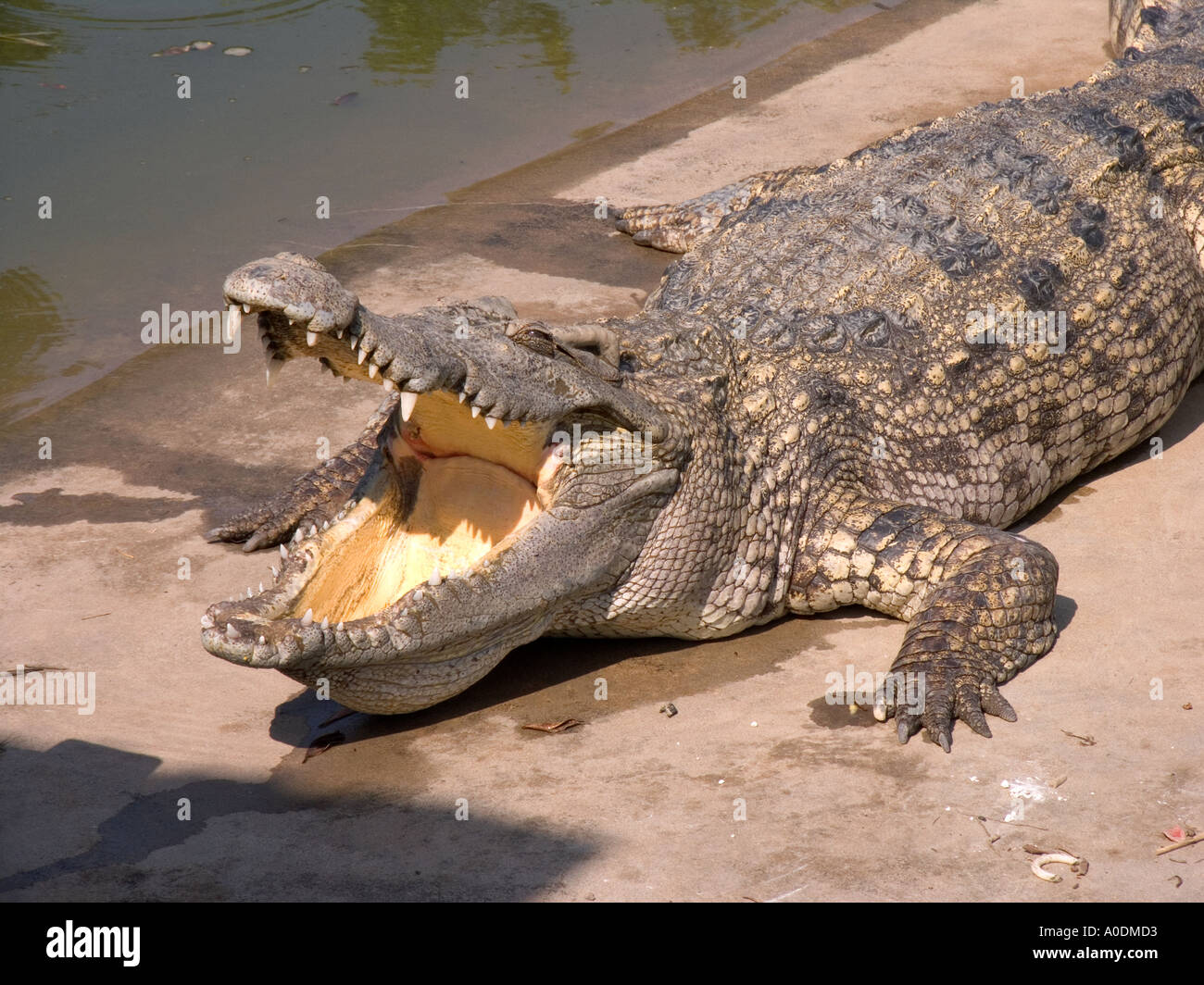 Vietnam Süd Mekong Delta Long Xuyen Tiere Reptilien Krokodil Verhalten ...