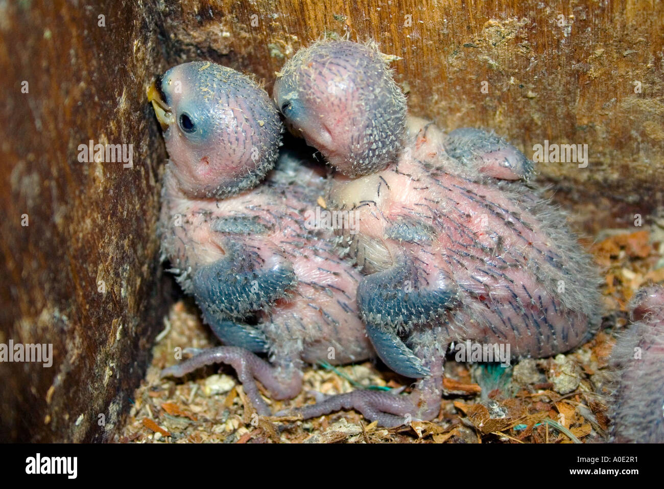 Bunte australische papageien -Fotos und -Bildmaterial in hoher ...
