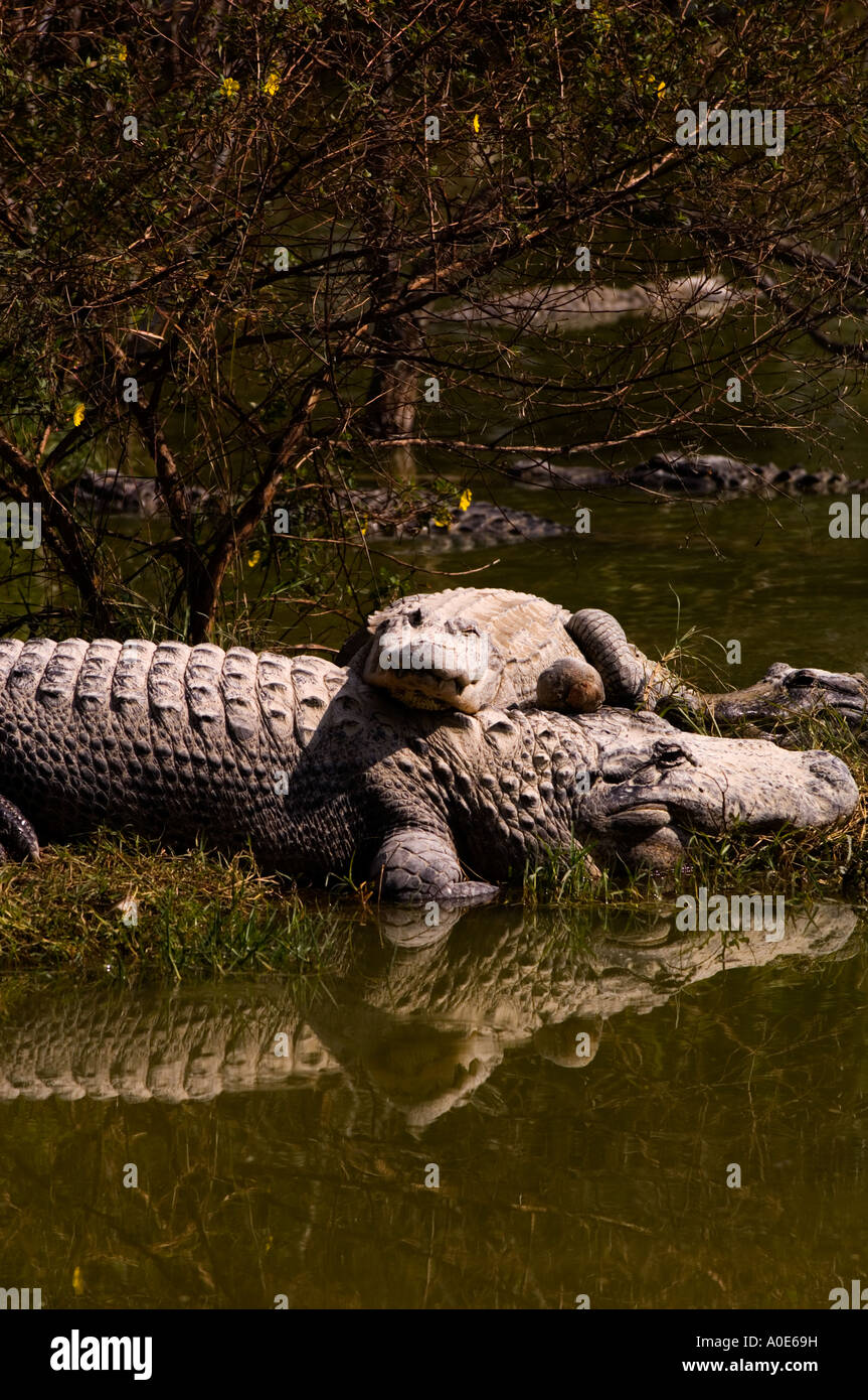 Everglades alligator sunshine -Fotos und -Bildmaterial in hoher ...