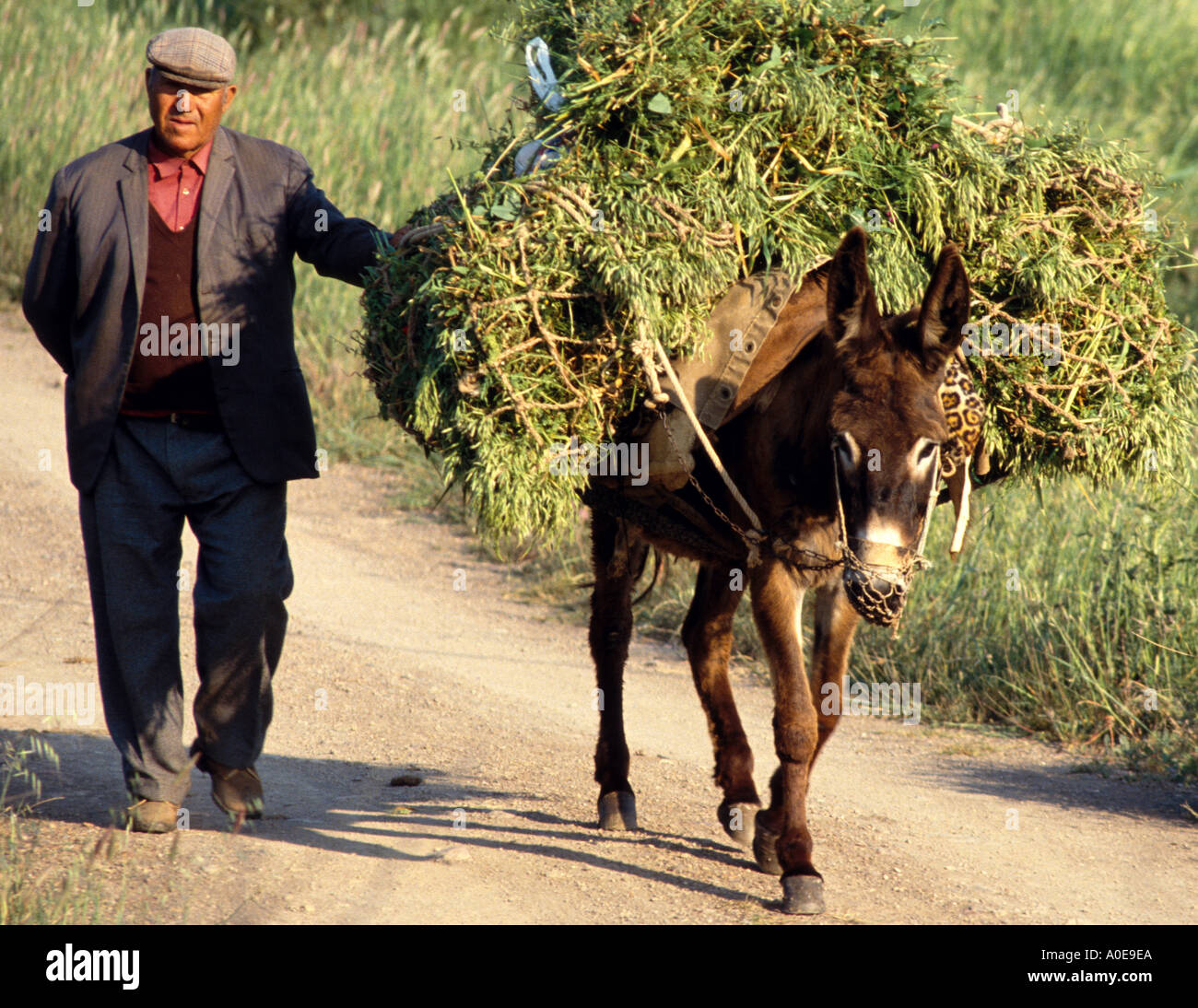Alter Mann mit Esel an der Algarve in Portugal Stockfotografie - Alamy
