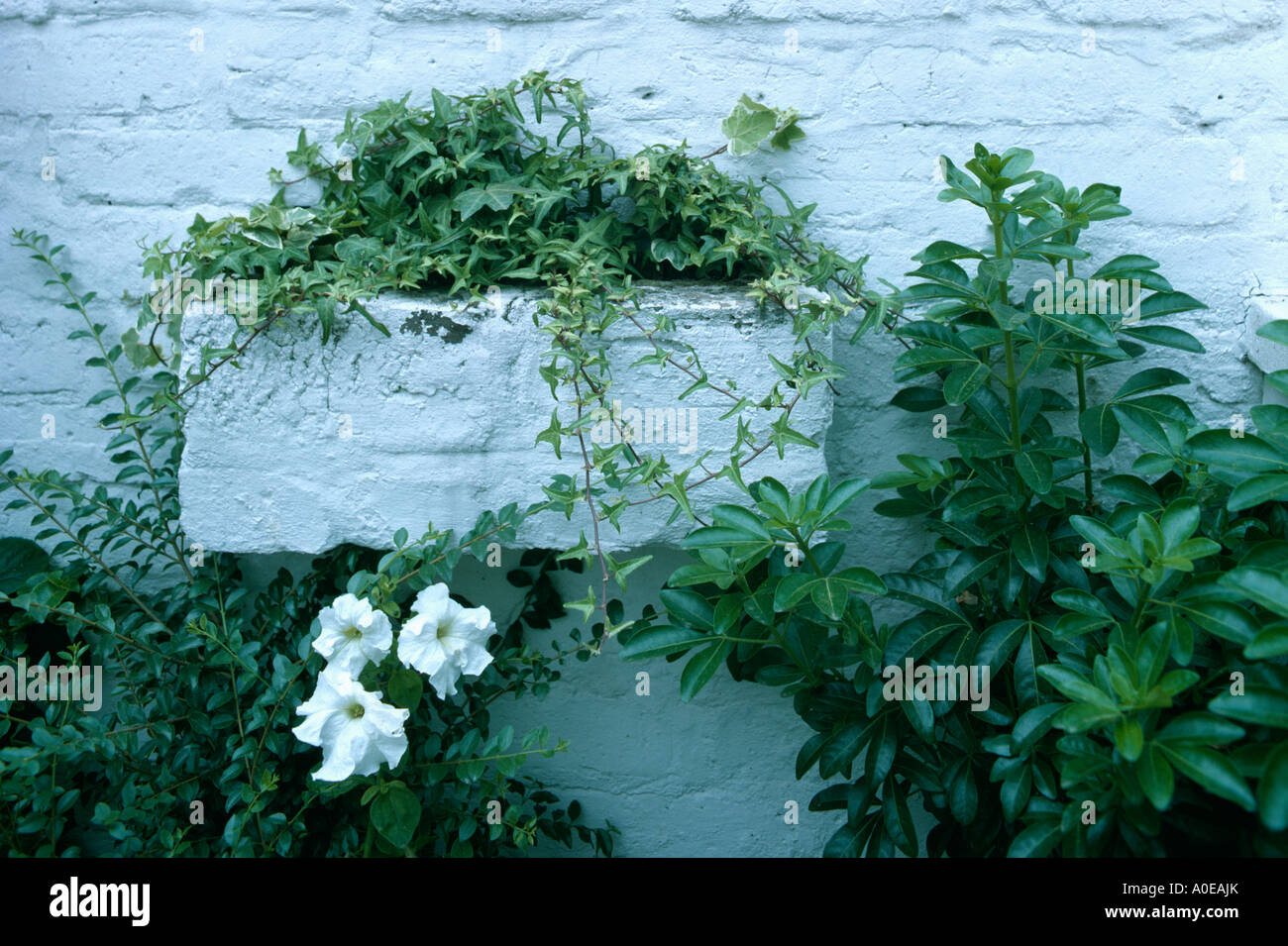 Details containers ivy hedera -Fotos und -Bildmaterial in hoher ...