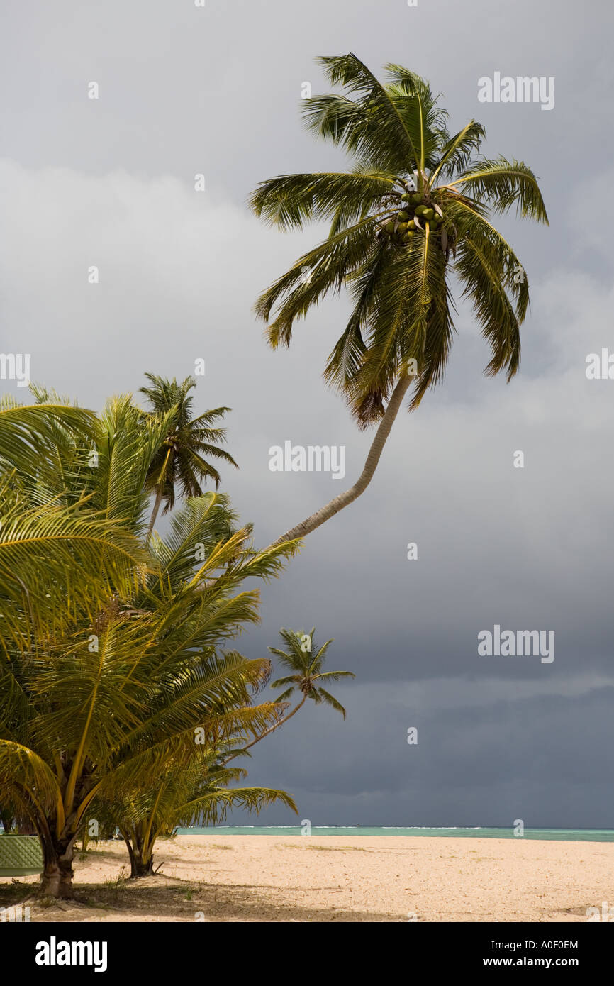 Wind blown palm trees -Fotos und -Bildmaterial in hoher Auflösung – Alamy