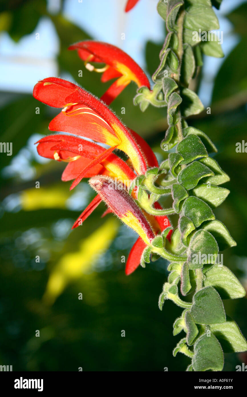 Columnea Tropisch Stockfotos und -bilder Kaufen - Alamy