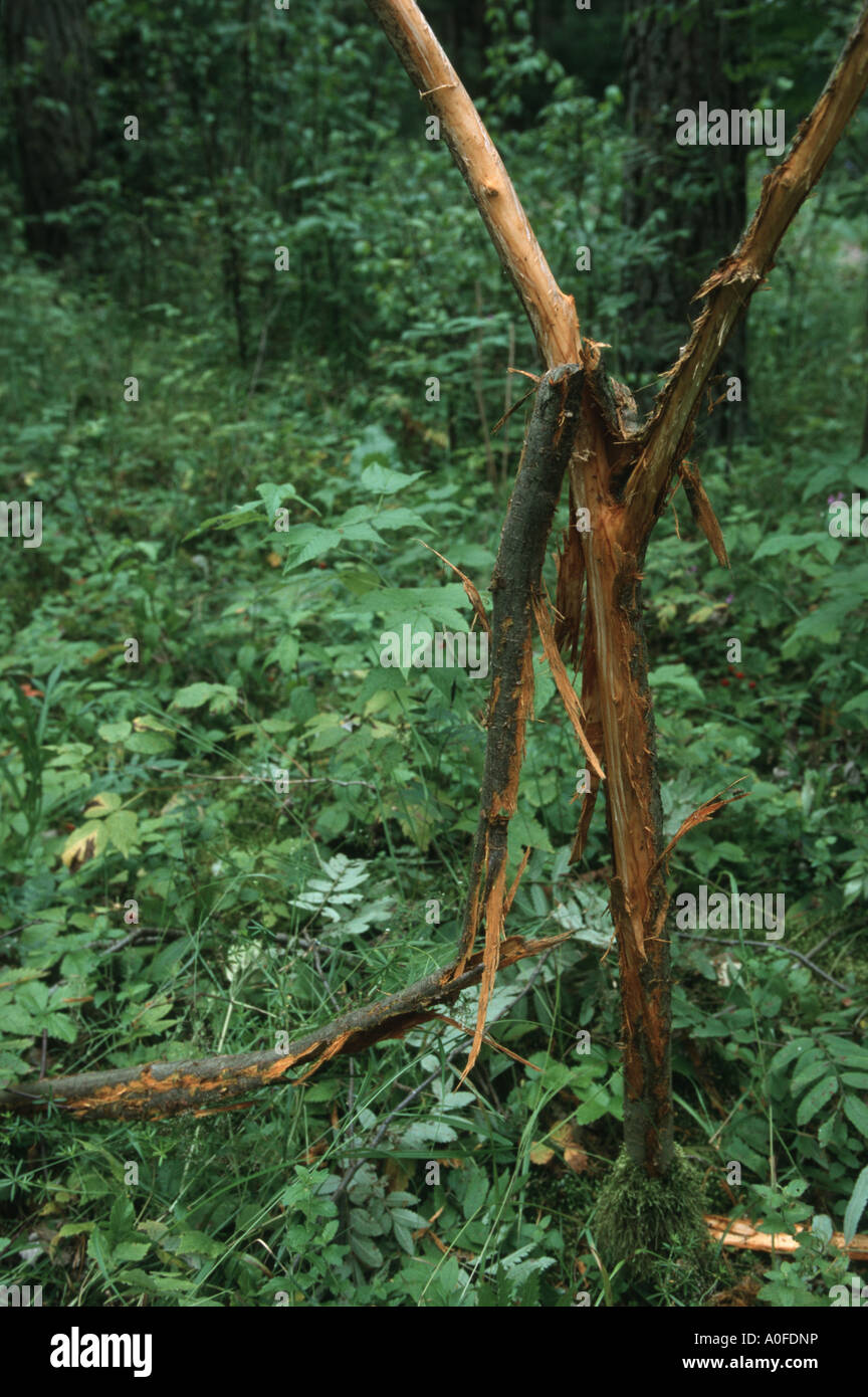 Abrieb der rinde -Fotos und -Bildmaterial in hoher Auflösung – Alamy