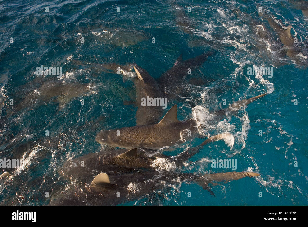 Feeding frenzy caribbean reef shark -Fotos und -Bildmaterial in hoher ...