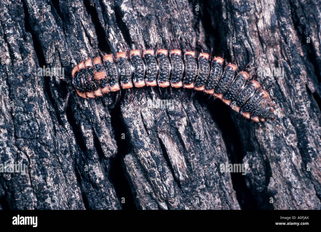 Thousand leggers -Fotos und -Bildmaterial in hoher Auflösung – Alamy