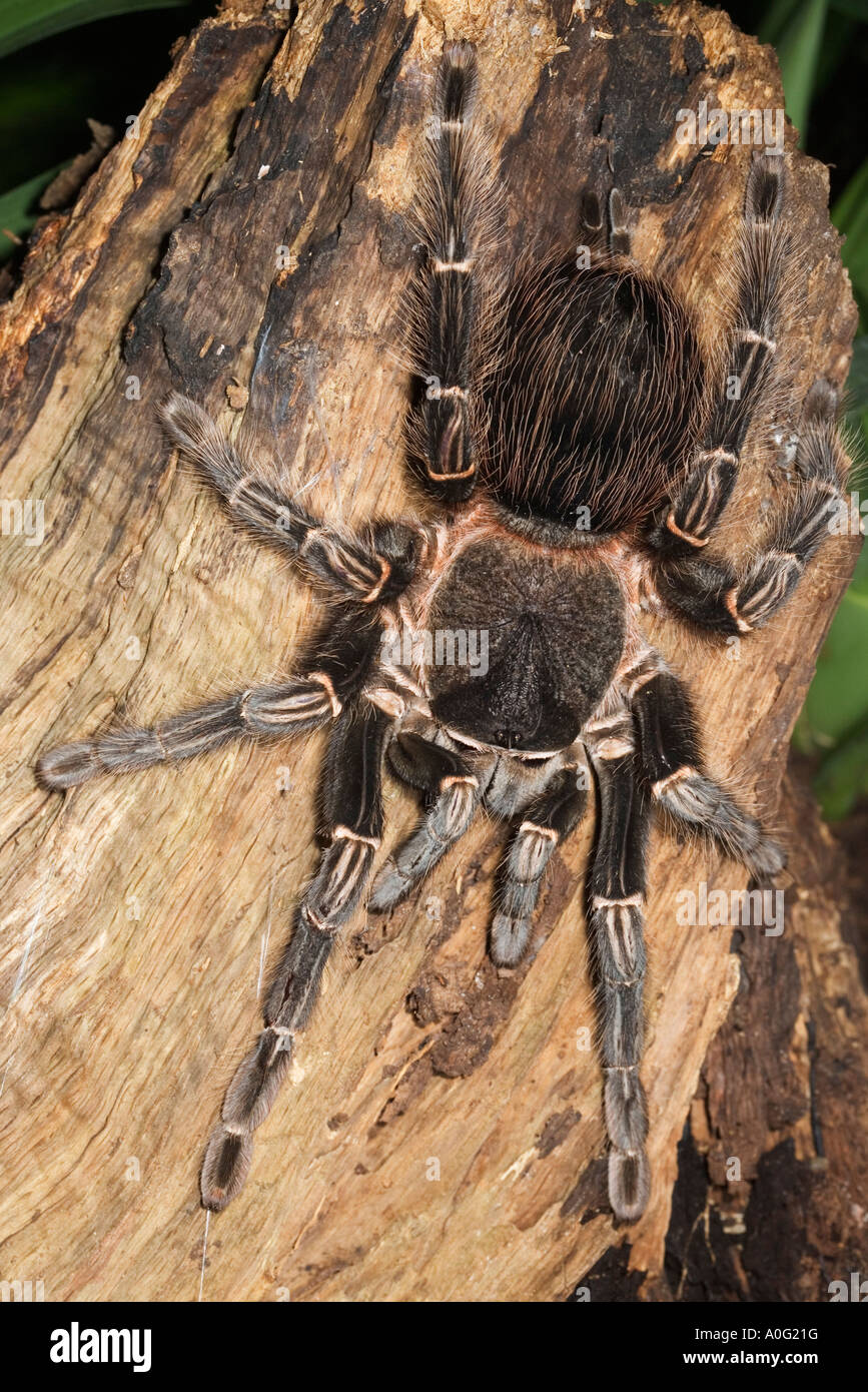 Rosa vogel, der spinne isst -Fotos und -Bildmaterial in hoher Auflösung ...