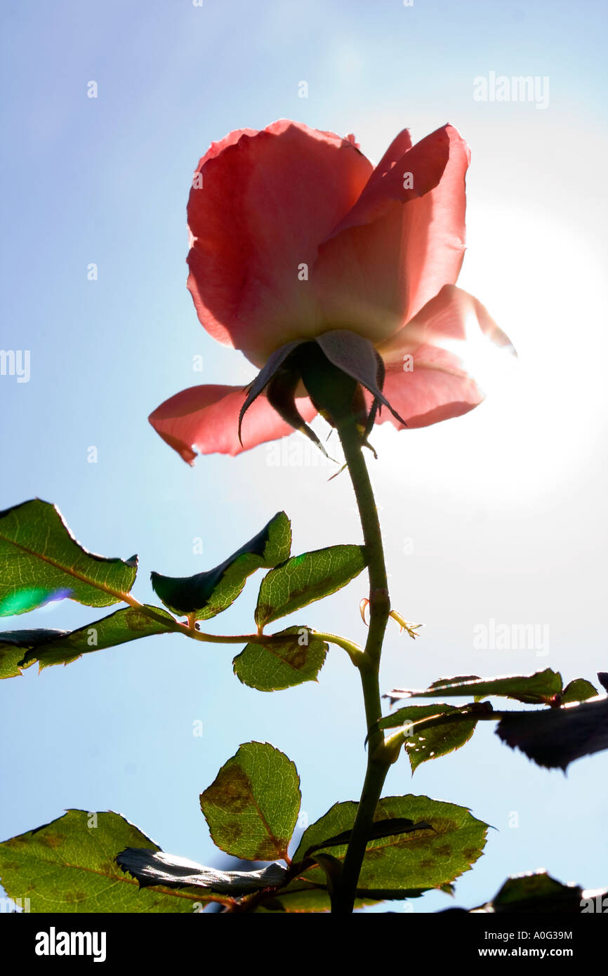 Climbing rose stand -Fotos und -Bildmaterial in hoher Auflösung – Alamy