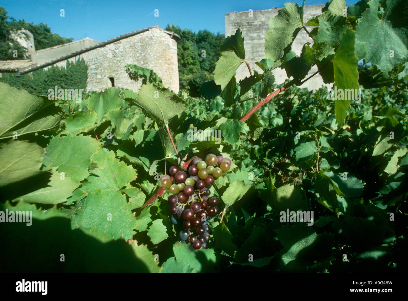Bündel moseltrauben -Fotos und -Bildmaterial in hoher Auflösung – Alamy