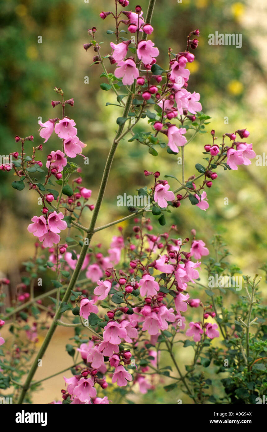 Prostanthera rotundifolia -Fotos und -Bildmaterial in hoher Auflösung ...