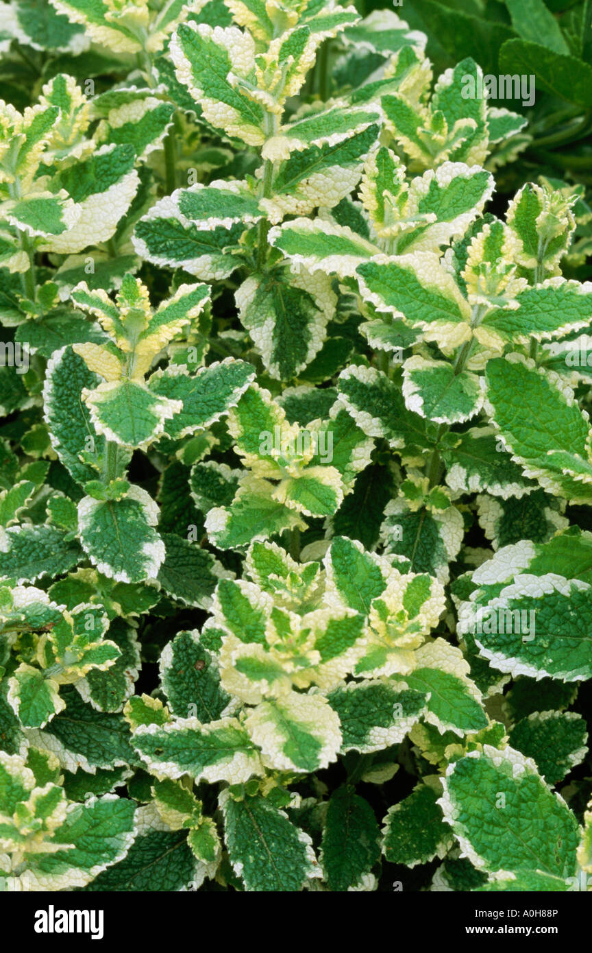 Mentha suaveolens variegata -Fotos und -Bildmaterial in hoher Auflösung ...