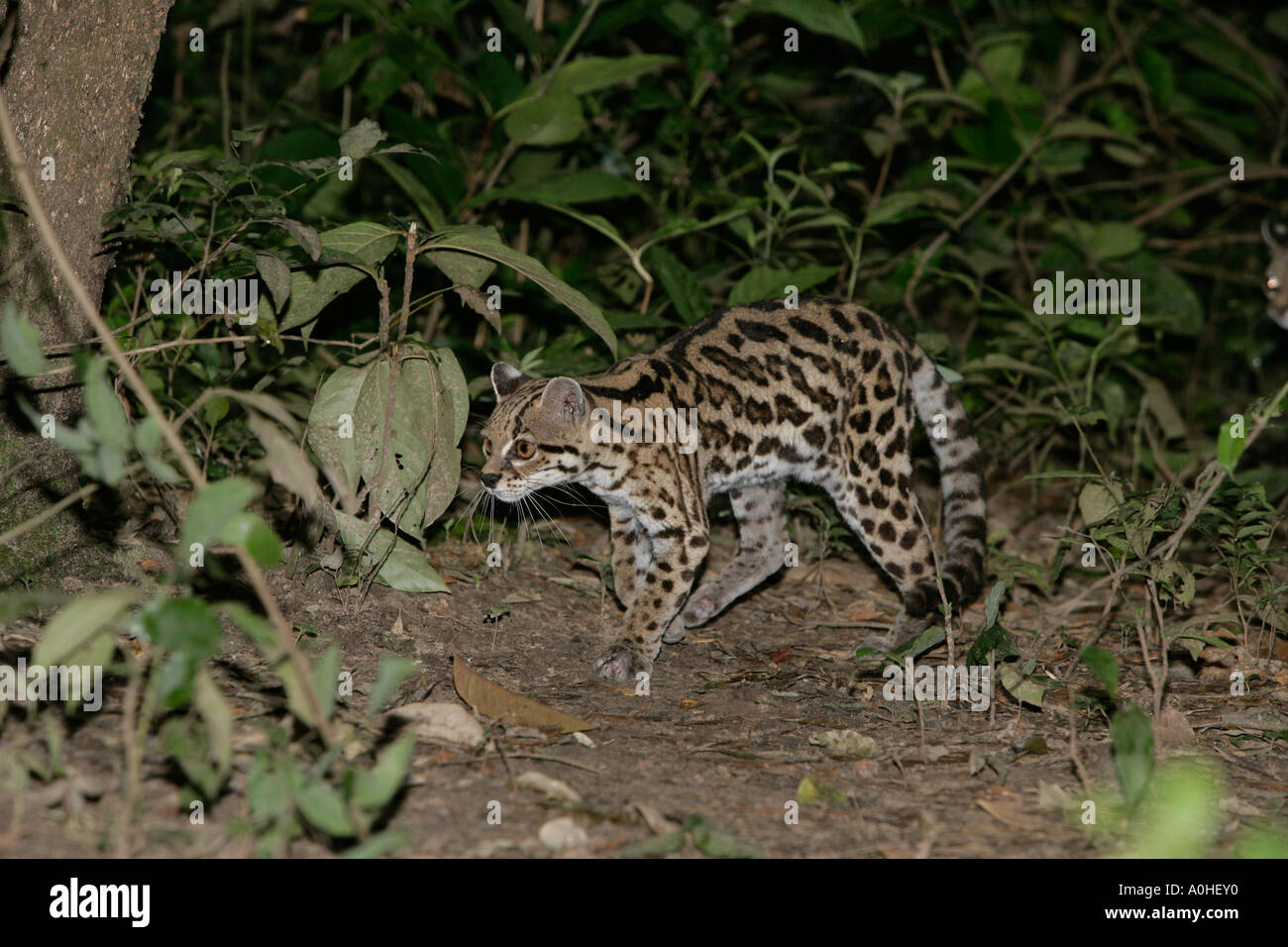 LANGSCHWANZKATZE pardalis Wiedii In Belize Tiger Katze oder kleinen ...