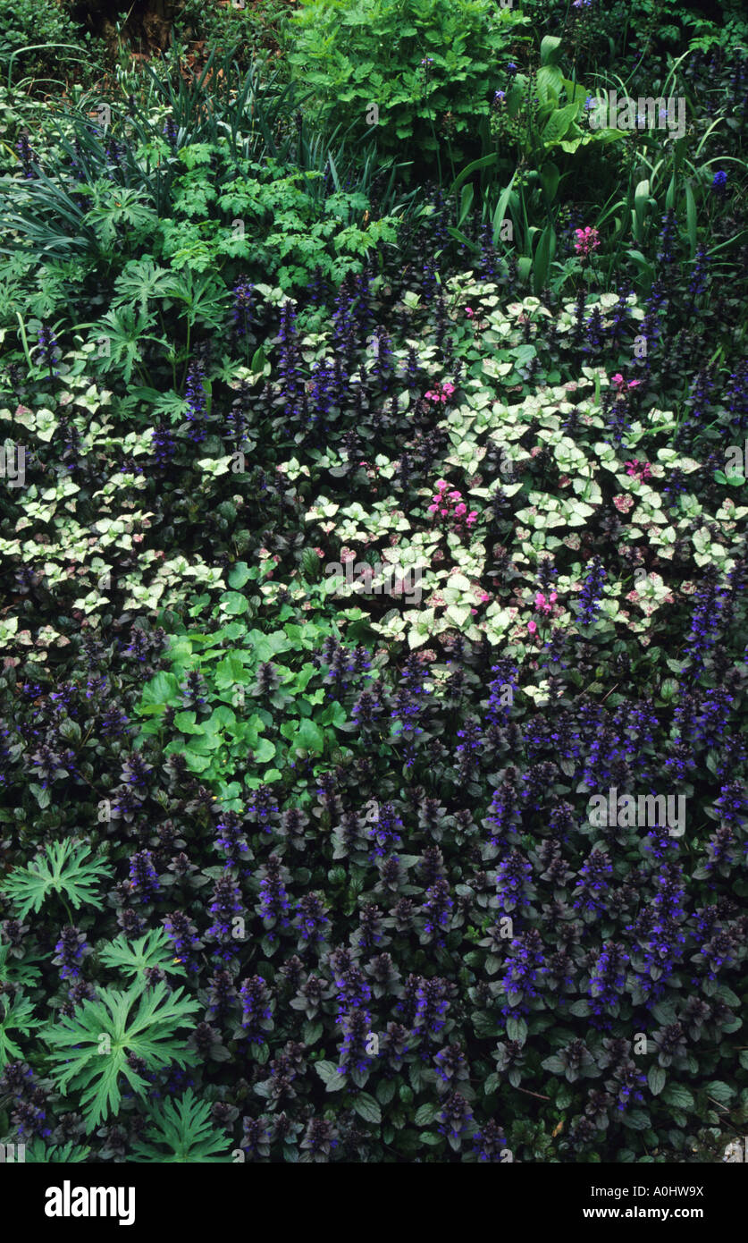 Privater Garten Holland Bodendecker Ajuga Reptans Atropurpurea Lamium ...