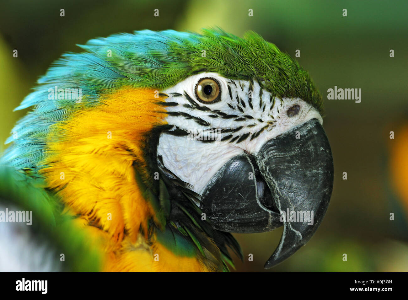 Blau-gelbe Ara Ara, Papagei, Ara Ararauna in einer Voliere, Vogelburg ...