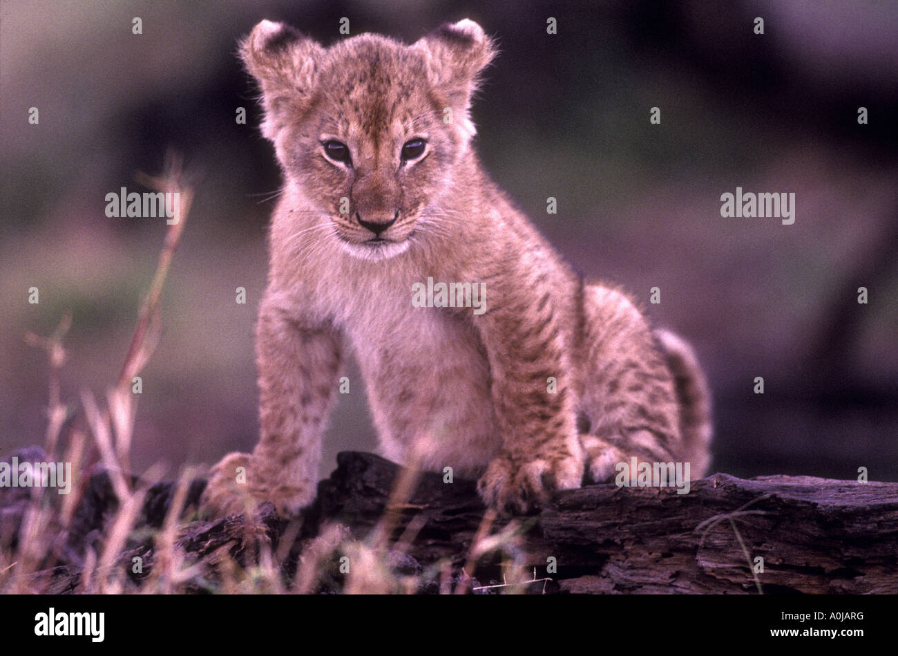 Afrika Kenia Masai Mara Game Reserve Lion Cub Panthera Leo spielt in ...