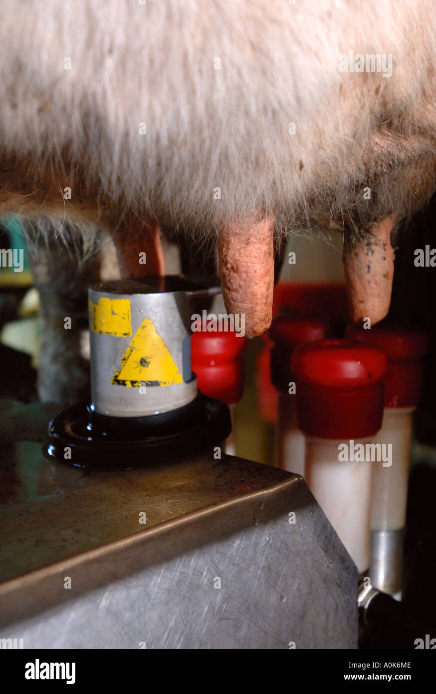DAS FREIWILLIGE MELKEN SYSTEM IN EINE OXFORDSHIRE DAIRY FARM DER ...