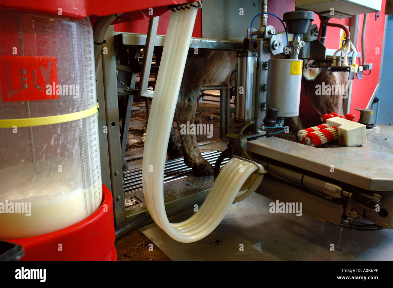 Automatisches melksystem -Fotos und -Bildmaterial in hoher Auflösung ...