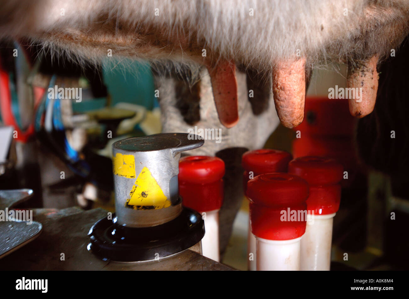 DAS FREIWILLIGE MELKEN SYSTEM IN EINE OXFORDSHIRE DAIRY FARM DER ...