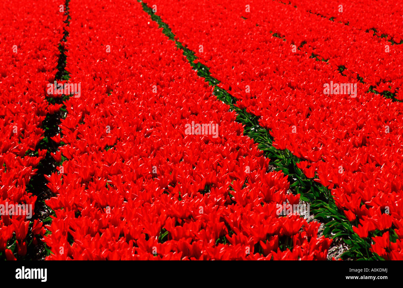 Niederlande war -Fotos und -Bildmaterial in hoher Auflösung – Alamy