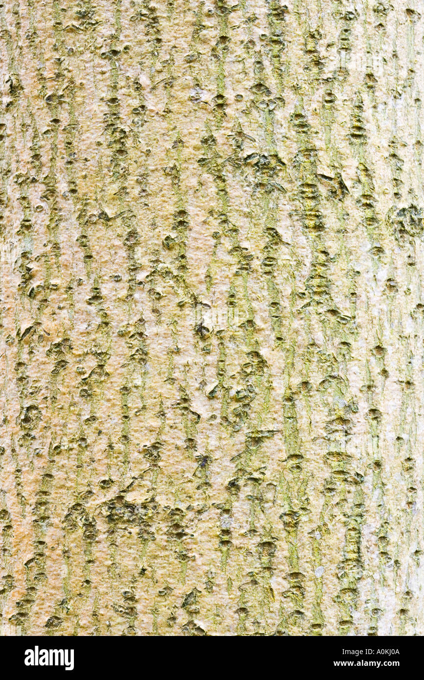 Ash fraxinus excelsior bark -Fotos und -Bildmaterial in hoher Auflösung ...