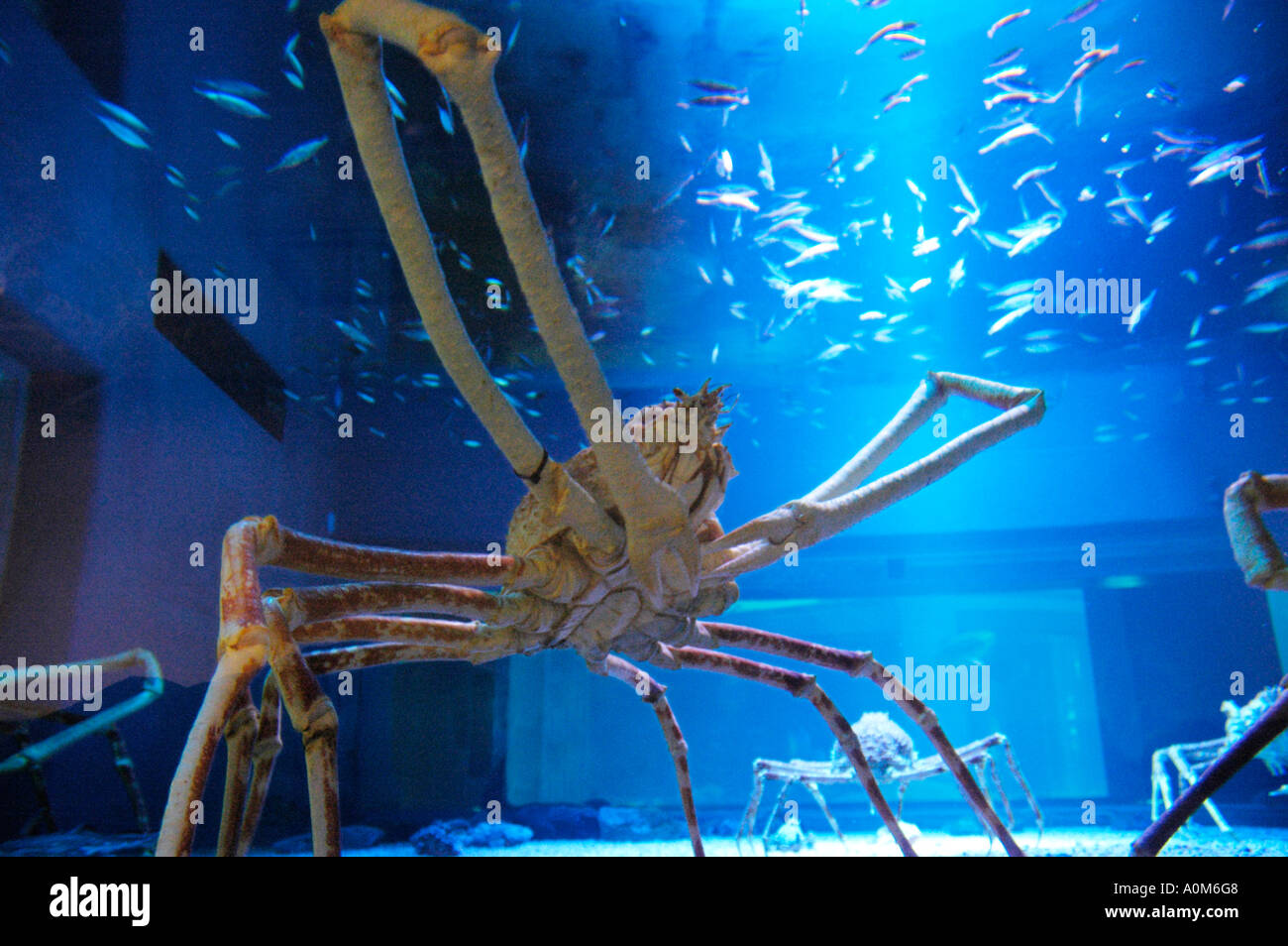 Japanische Riesenkrabbe für Spider Stockfotografie - Alamy