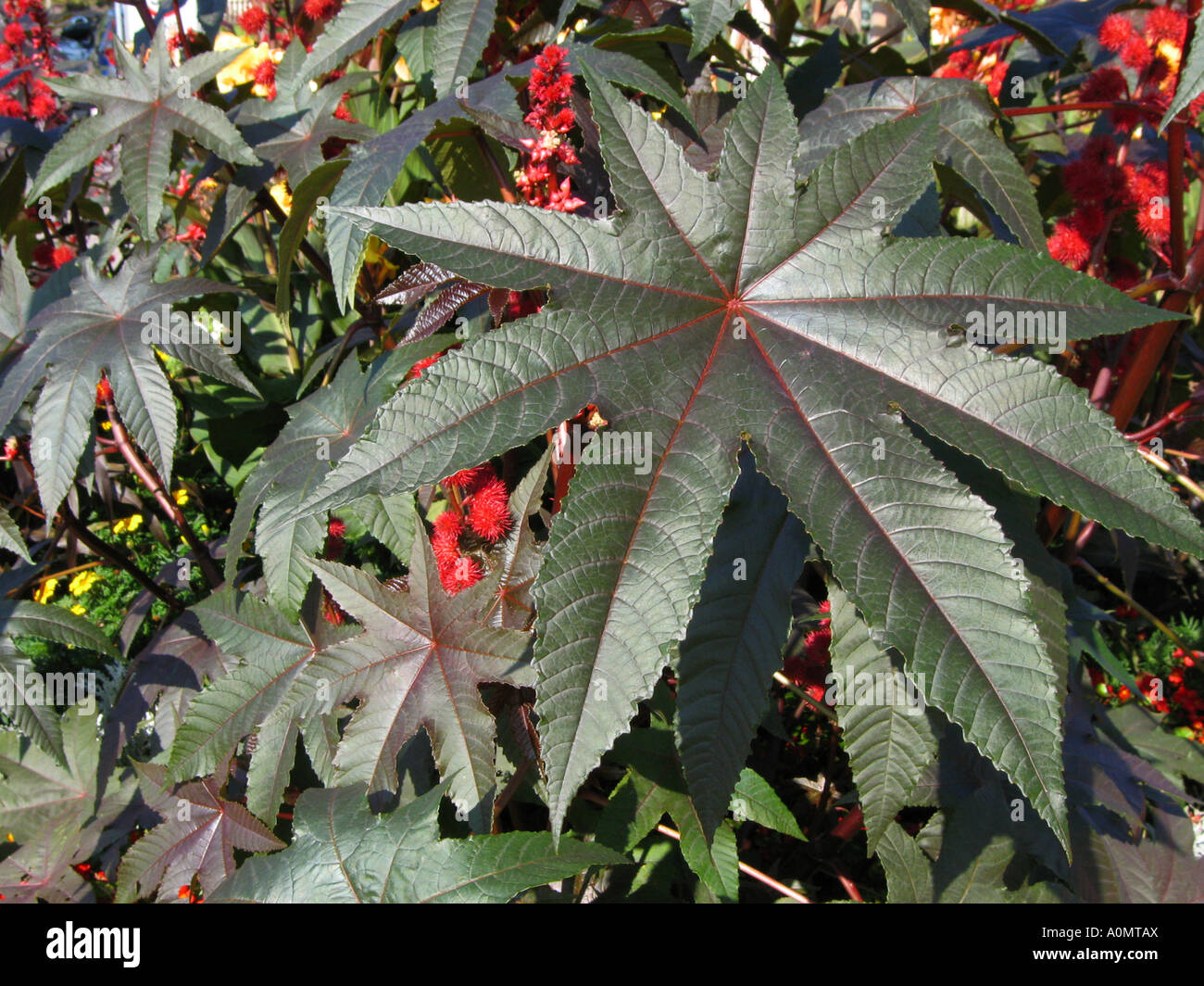 Ricinus communis rizinus -Fotos und -Bildmaterial in hoher Auflösung ...