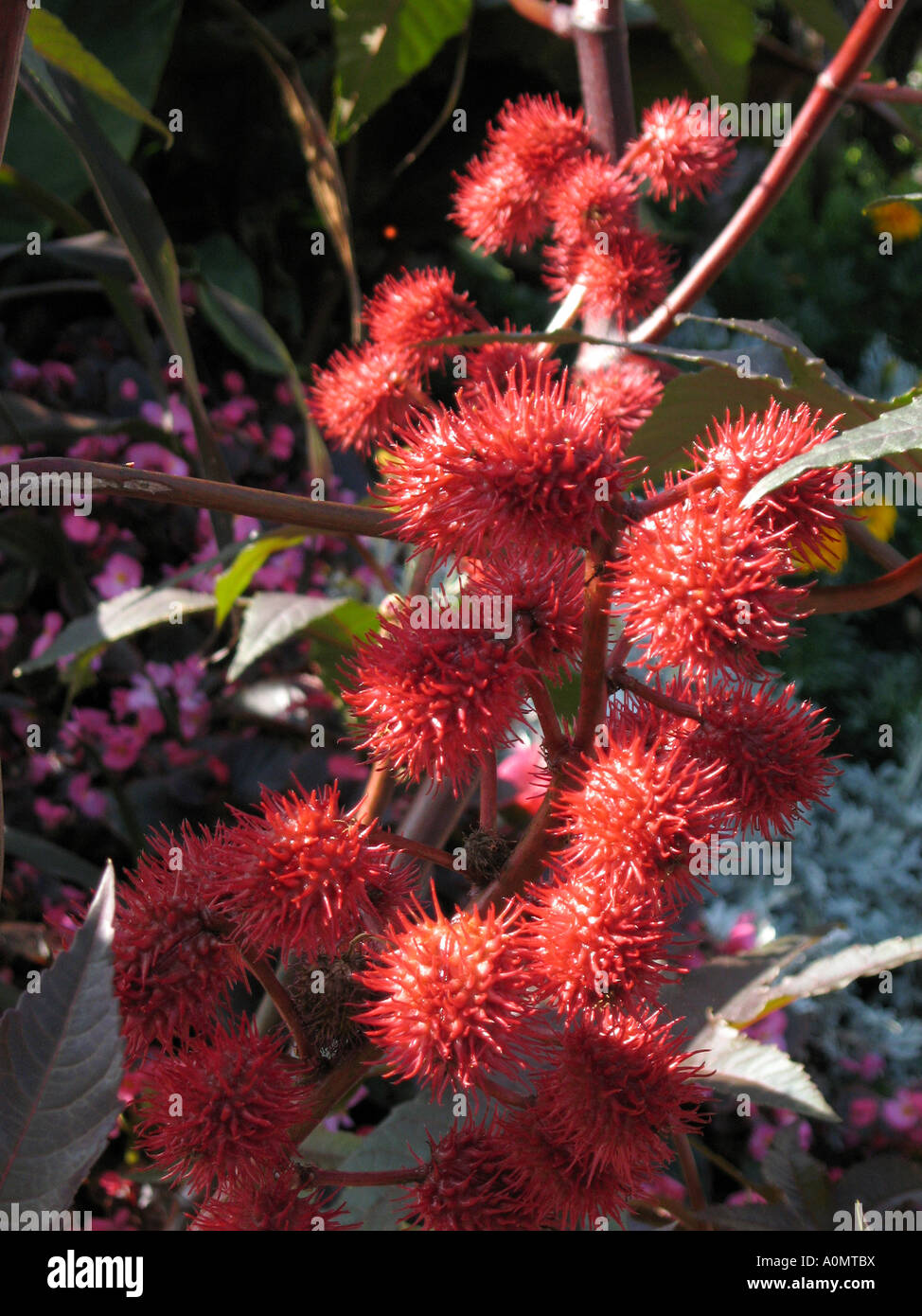 Ricinus communis rizinus -Fotos und -Bildmaterial in hoher Auflösung ...