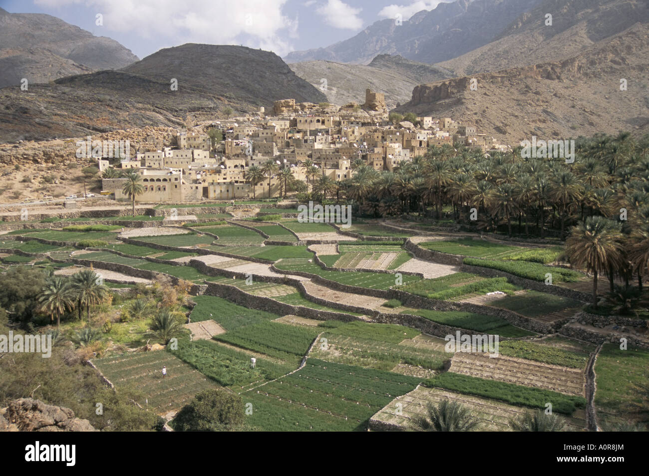 Traditionelle Jabali Dorf mit Palmery im Becken in Jabal Akhdar Bilad ...