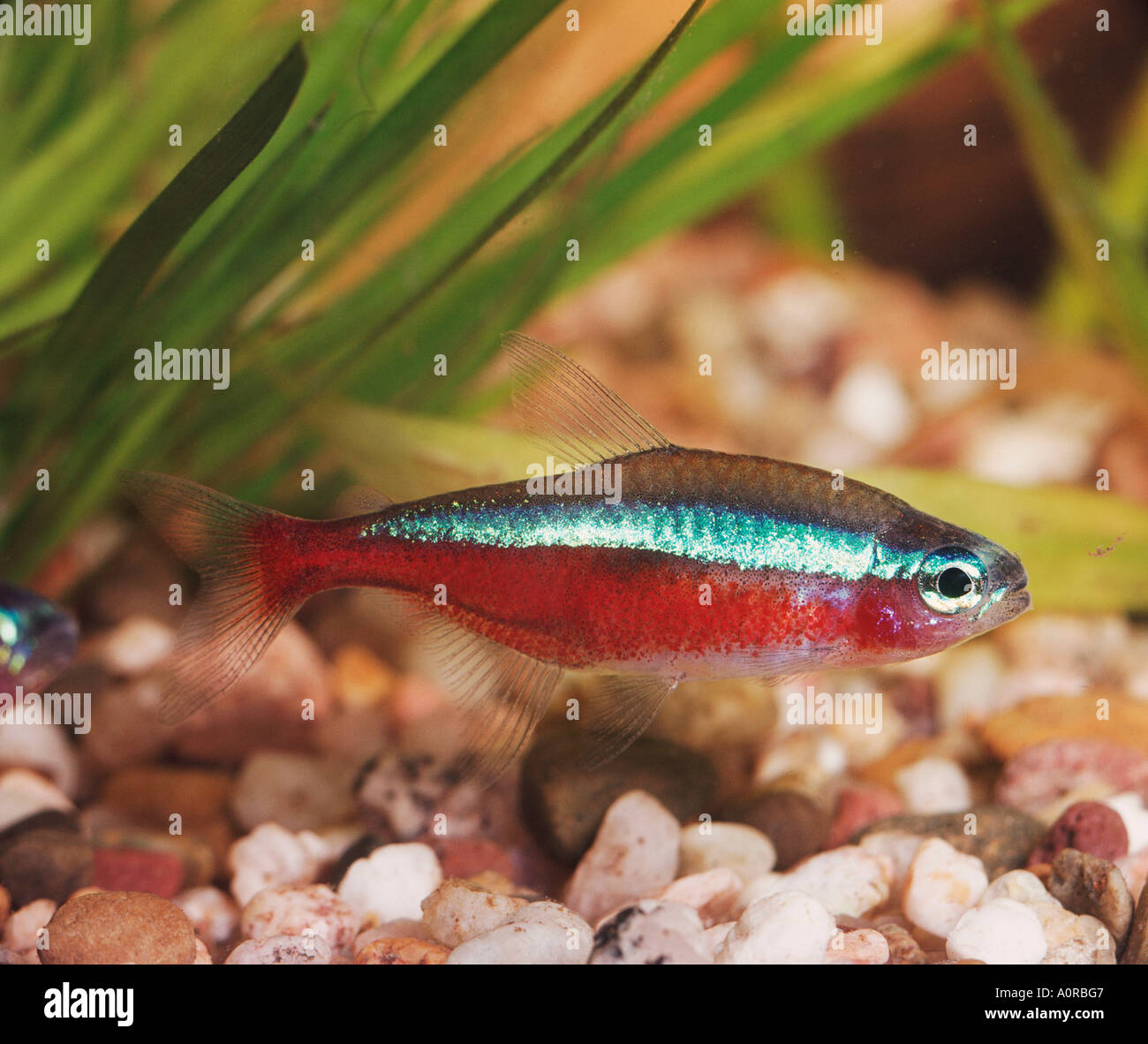 Cardinal tetra -Fotos und -Bildmaterial in hoher Auflösung – Alamy