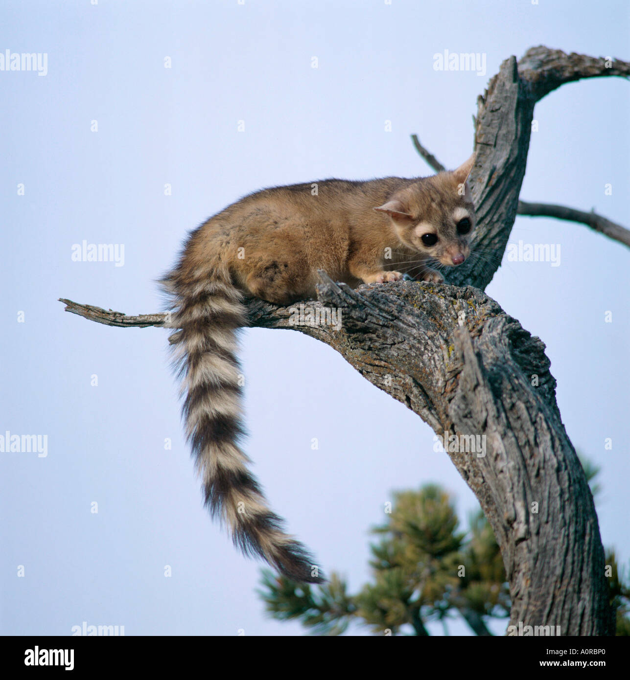 Ringtail katze -Fotos und -Bildmaterial in hoher Auflösung – Alamy
