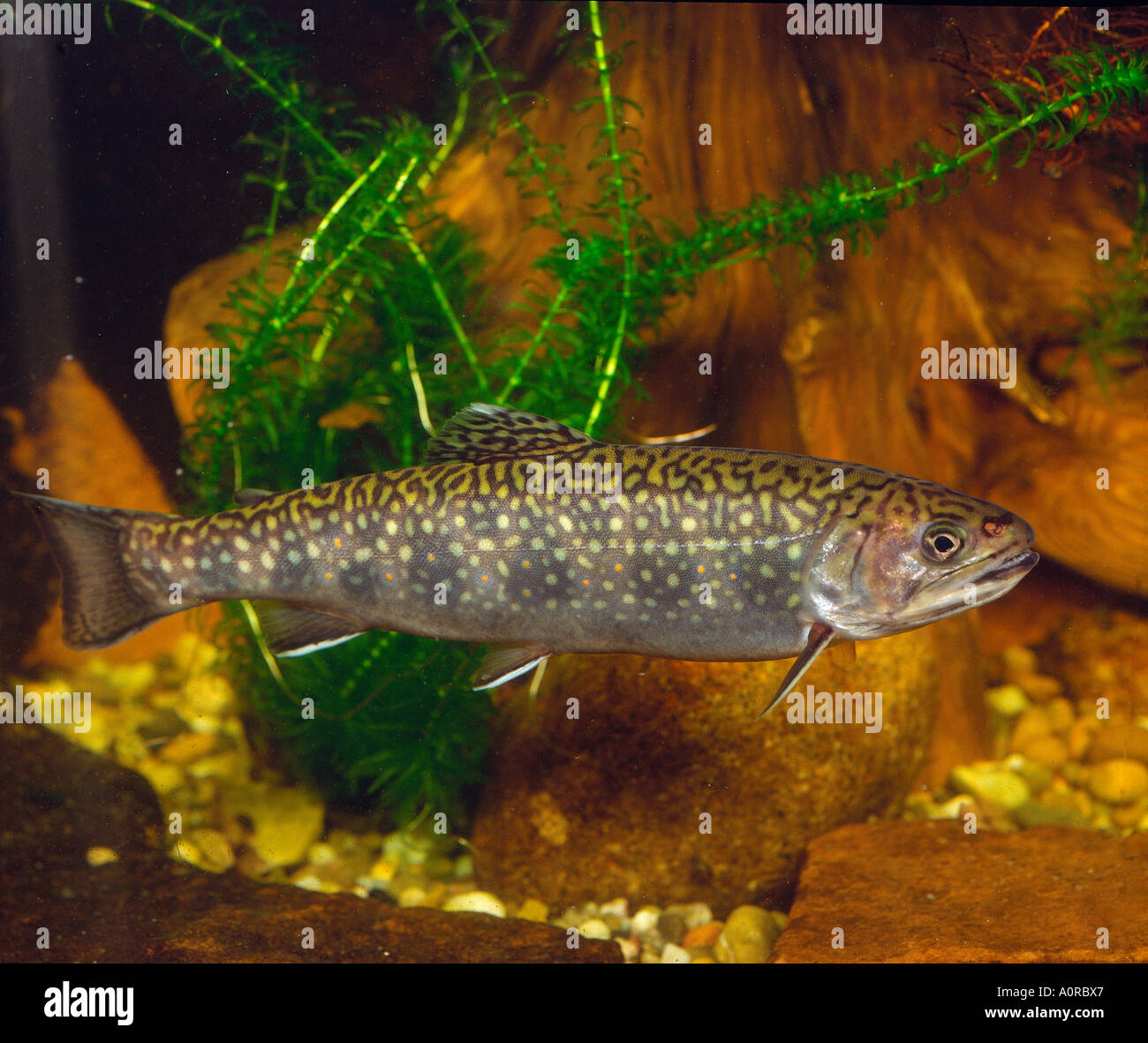 Bach charr -Fotos und -Bildmaterial in hoher Auflösung – Alamy