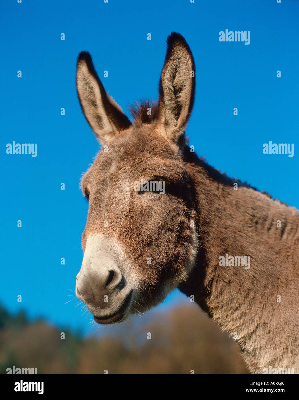 Esel benutzen -Fotos und -Bildmaterial in hoher Auflösung – Alamy