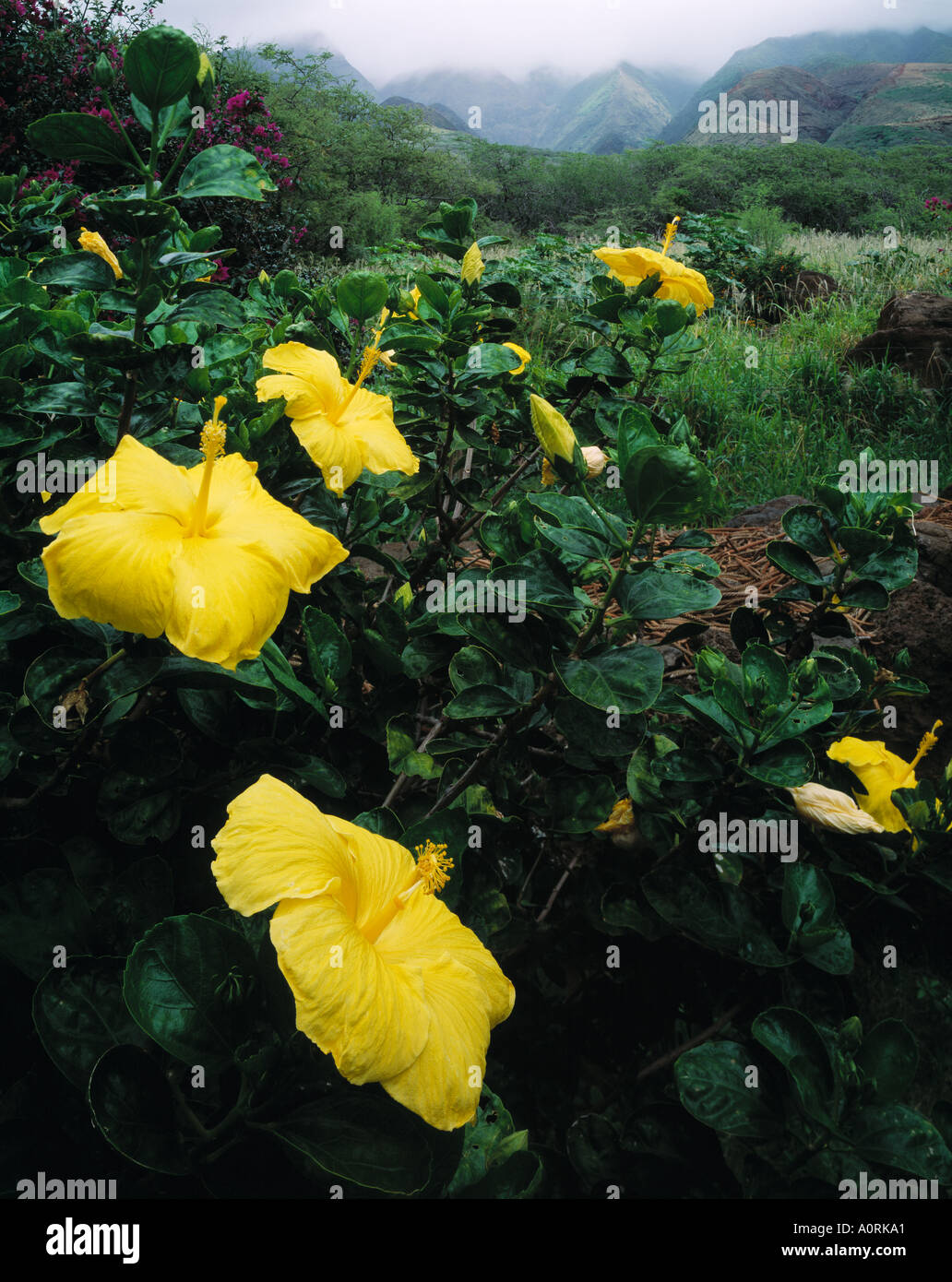 Yellow hibiscus state flower hawaii -Fotos und -Bildmaterial in hoher ...