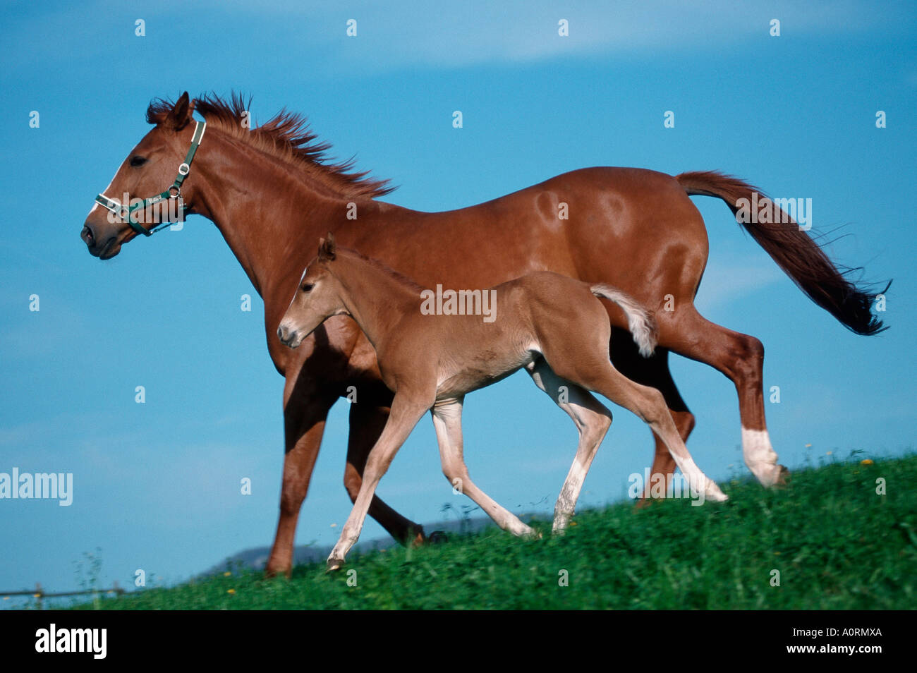 Von pferden -Fotos und -Bildmaterial in hoher Auflösung – Alamy