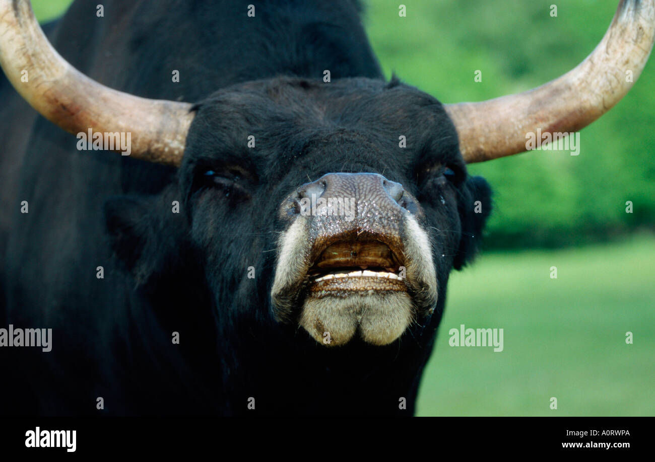 Auerochs bos primigenius ur auerochse Stockfotos und -bilder Kaufen - Alamy