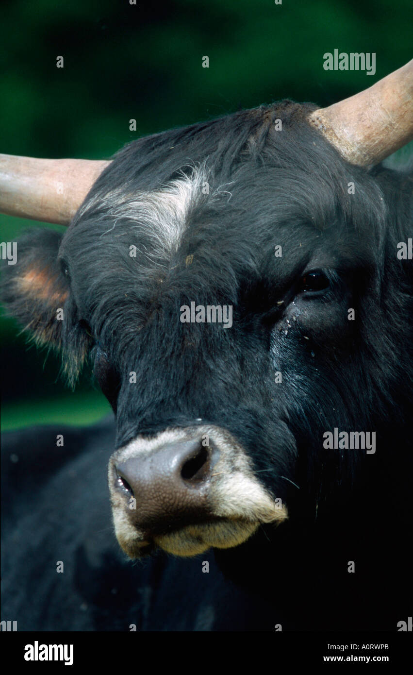 Auerochs bos primigenius ur auerochse -Fotos und -Bildmaterial in hoher ...