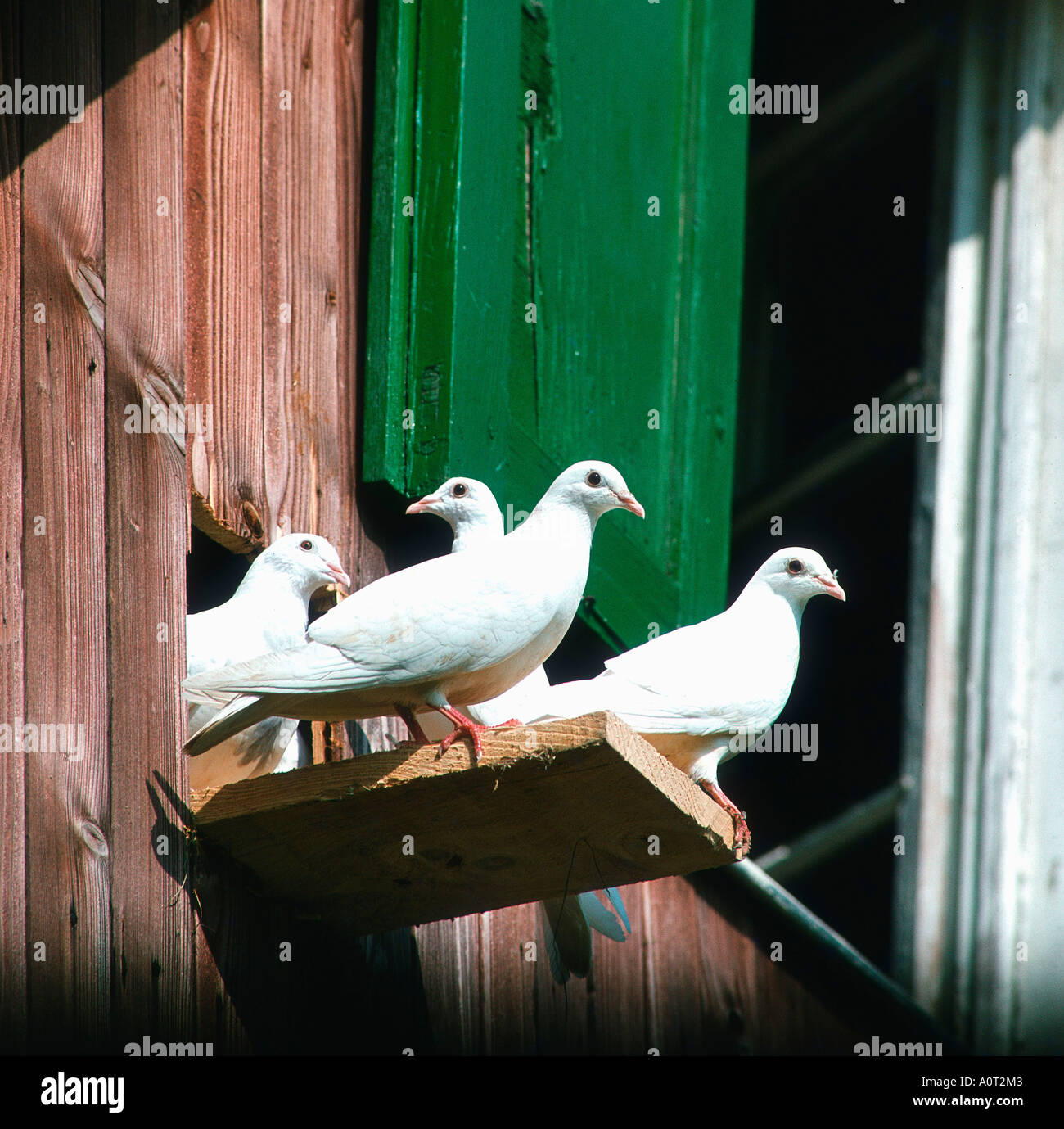 Pigeon race -Fotos und -Bildmaterial in hoher Auflösung – Alamy