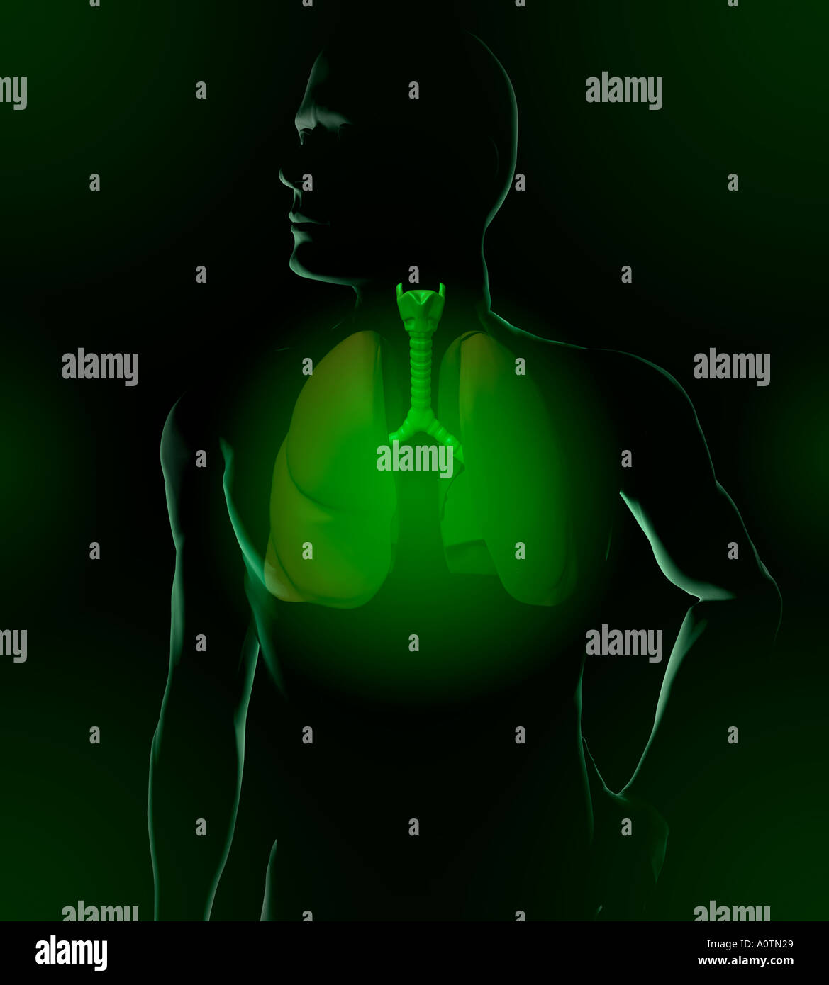 Upper respiratory anatomy -Fotos und -Bildmaterial in hoher Auflösung ...