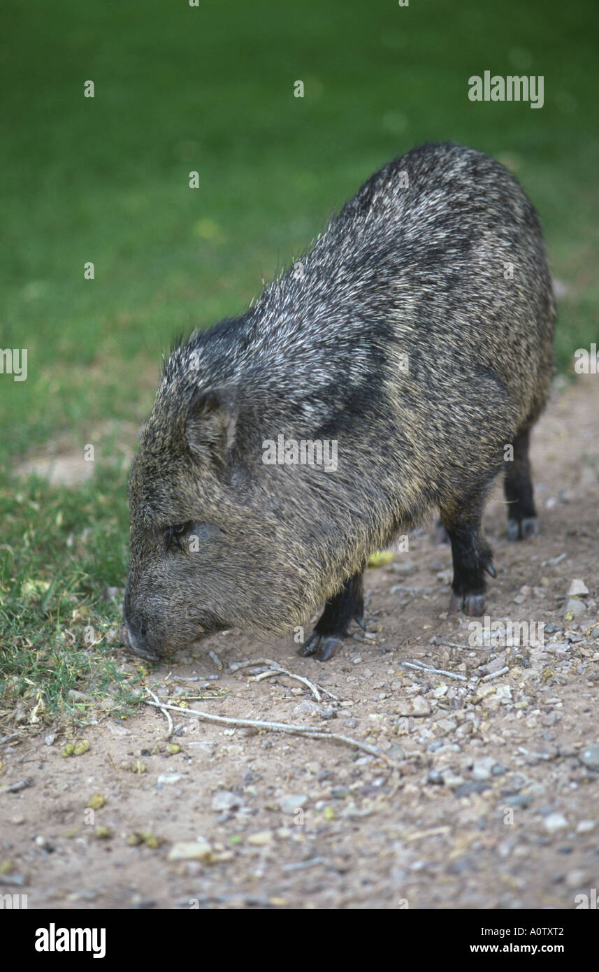 Texas javelina -Fotos und -Bildmaterial in hoher Auflösung – Alamy