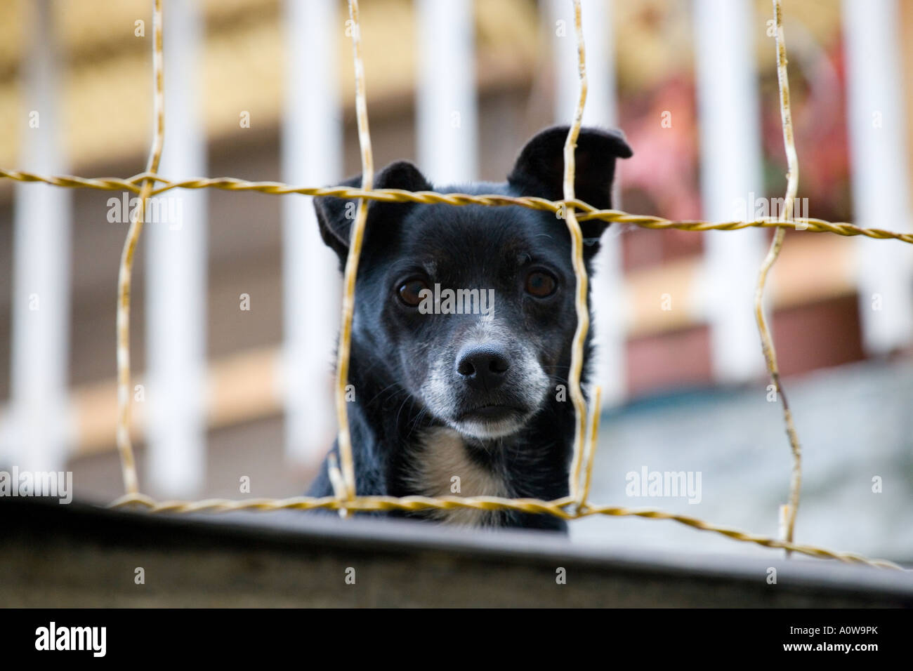 Traurige welpenaugen -Fotos und -Bildmaterial in hoher Auflösung – Alamy