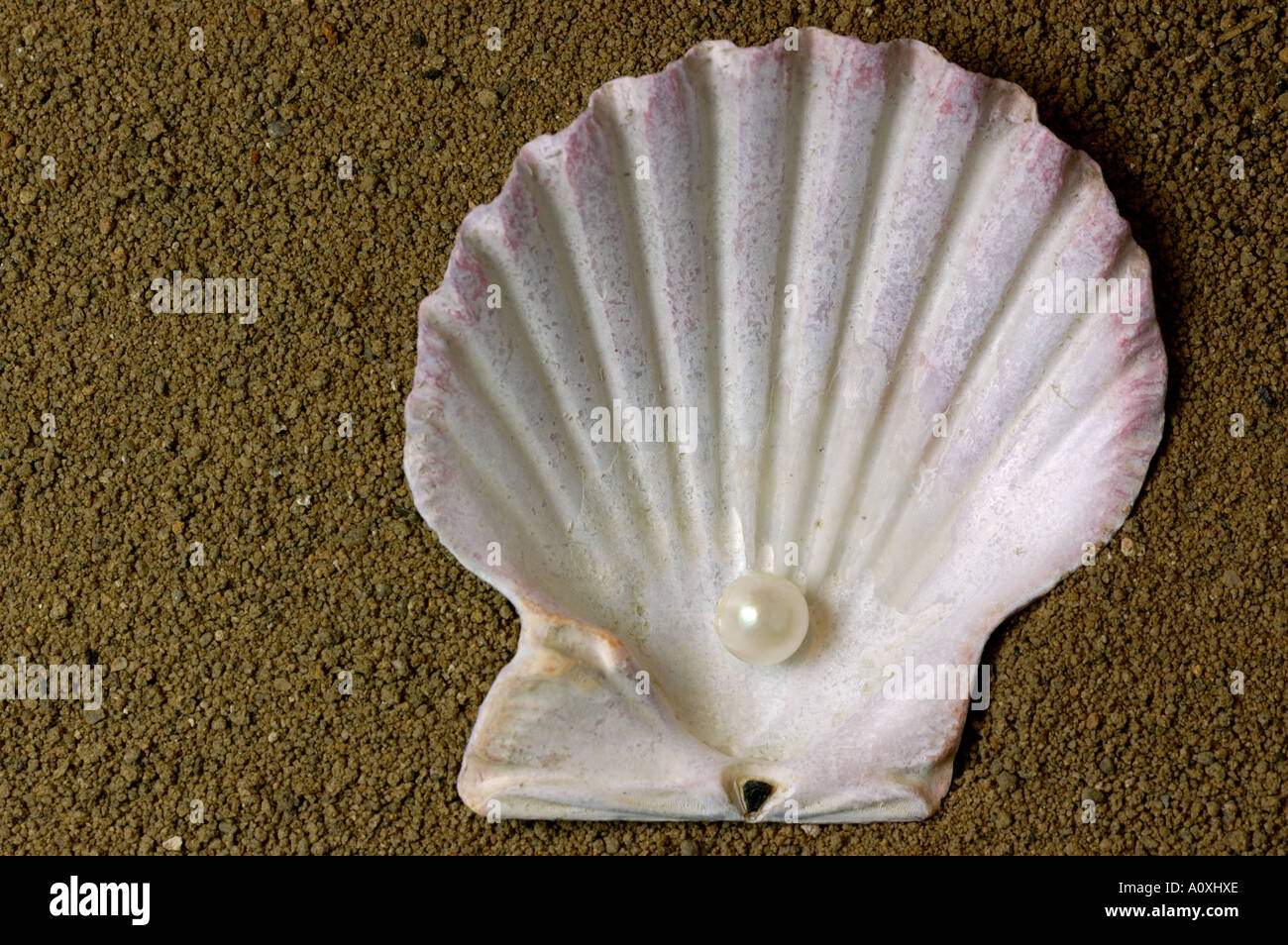Muschel perle -Fotos und -Bildmaterial in hoher Auflösung – Alamy
