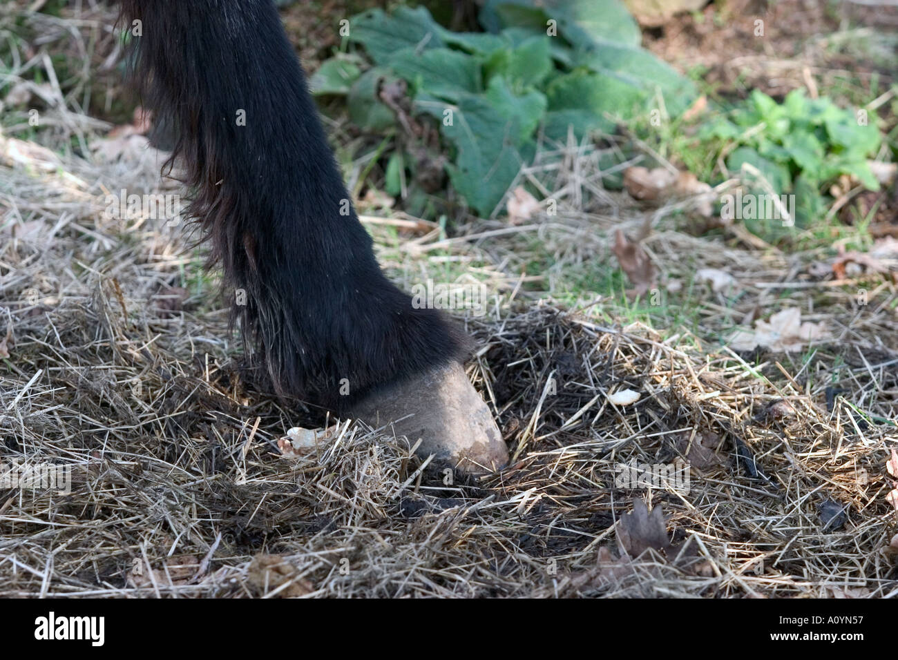 Carthorse bein -Fotos und -Bildmaterial in hoher Auflösung – Alamy
