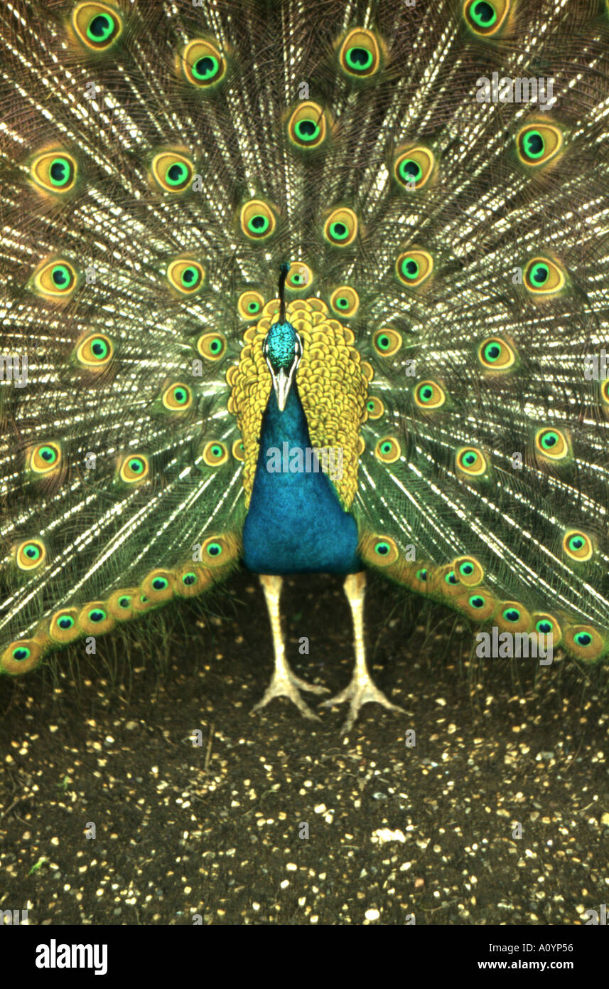 Peacock feet -Fotos und -Bildmaterial in hoher Auflösung – Alamy