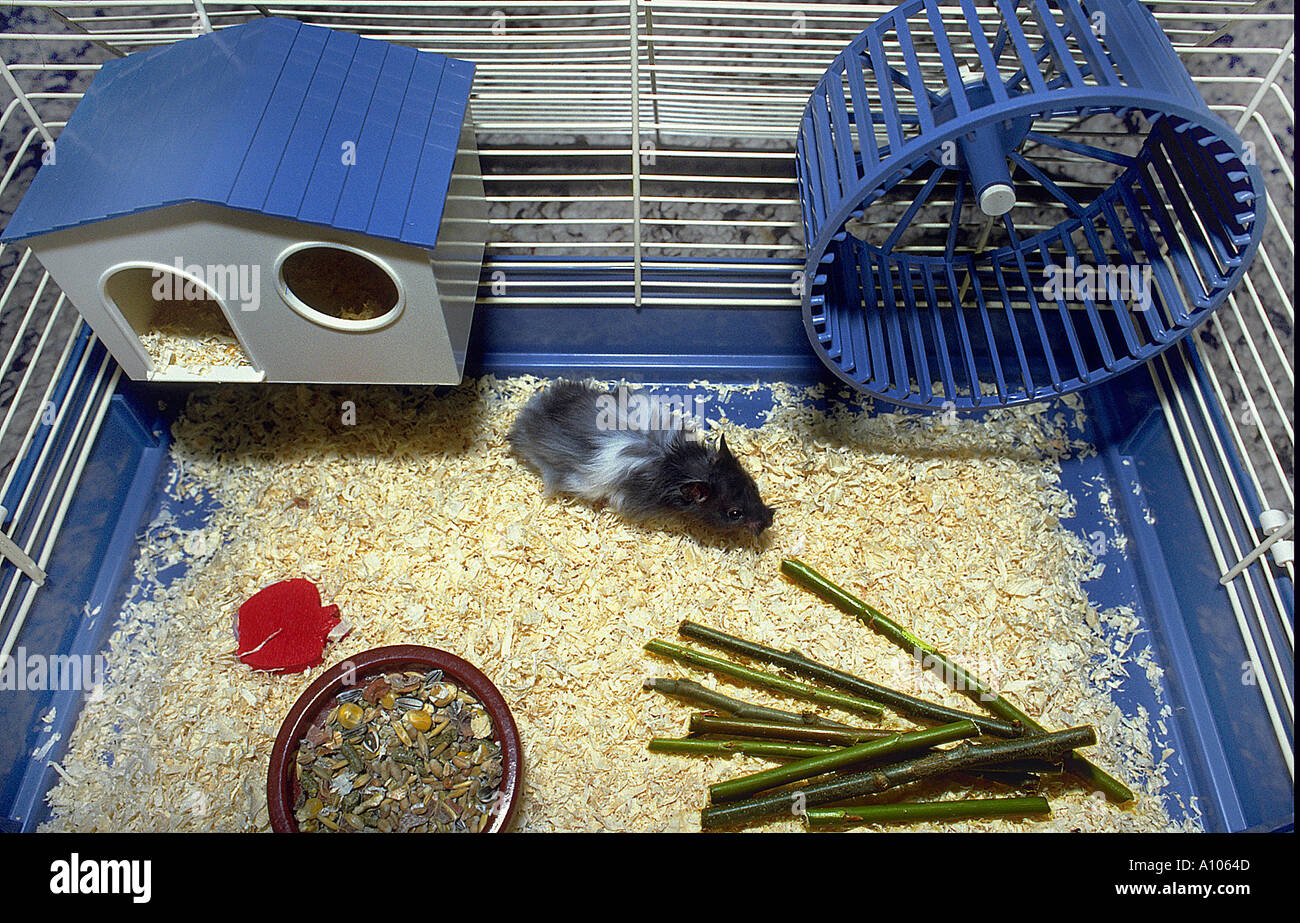 Hamster im haus -Fotos und -Bildmaterial in hoher Auflösung - Seite 2 ...