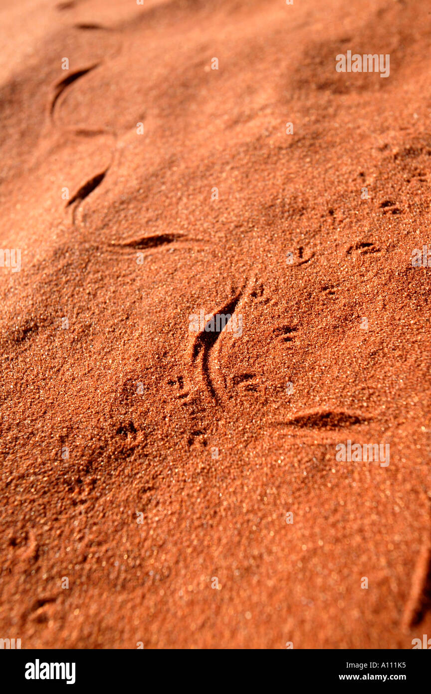 Schlangenspuren sand schlangenspuren -Fotos und -Bildmaterial in hoher ...