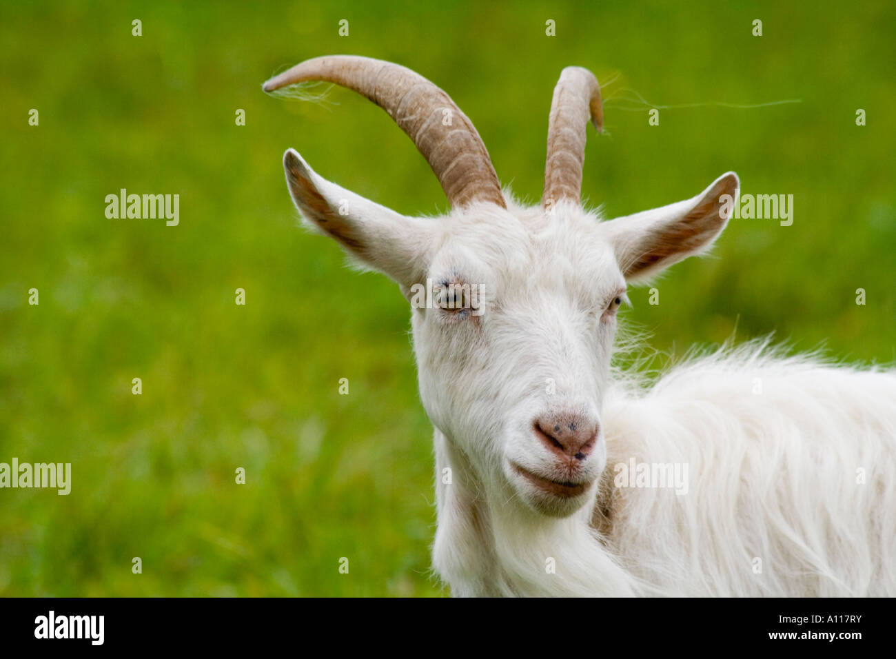 eine weiße Ziege mit großen Hörnern Stockfoto, Bild: 10109966 - Alamy