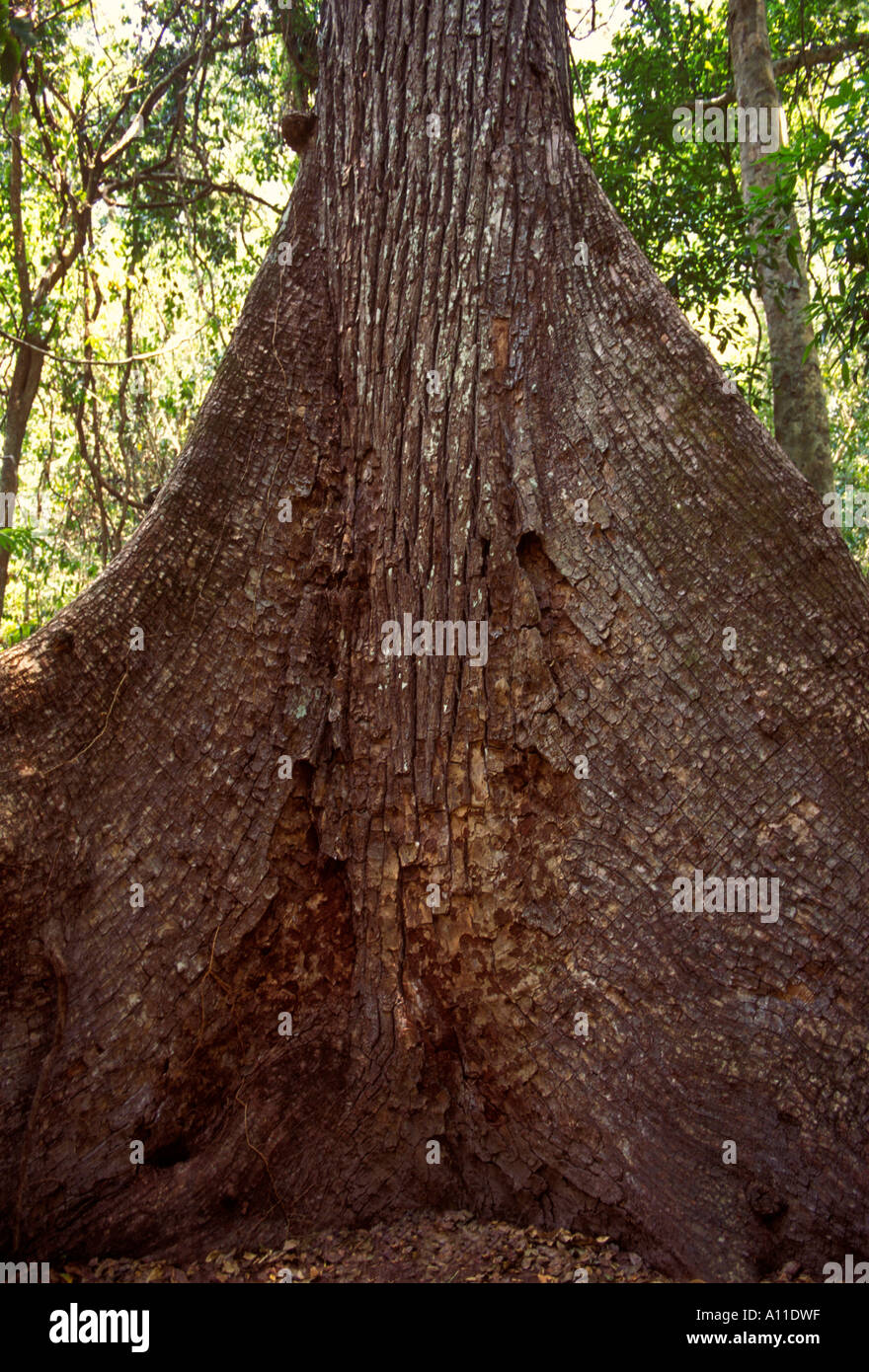 Mahagoni baum -Fotos und -Bildmaterial in hoher Auflösung – Alamy