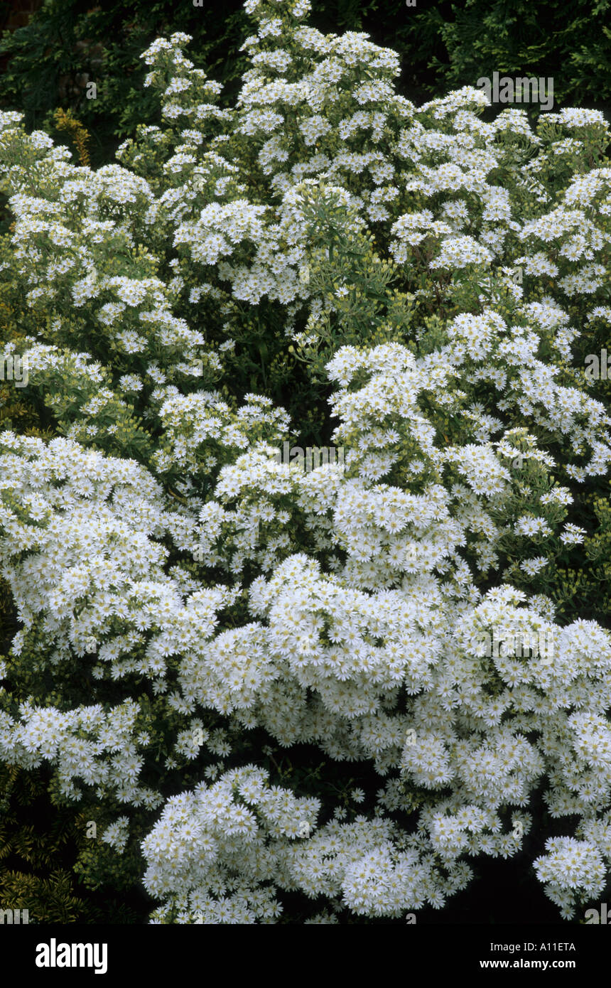 Olearia scilloniensis -Fotos und -Bildmaterial in hoher Auflösung – Alamy