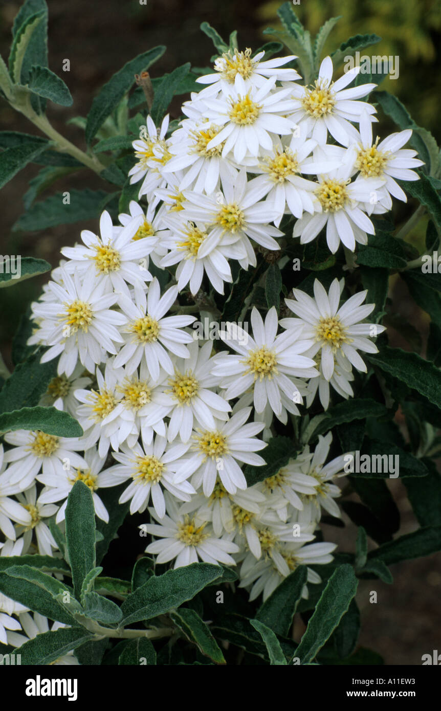 Olearia scilloniensis -Fotos und -Bildmaterial in hoher Auflösung – Alamy